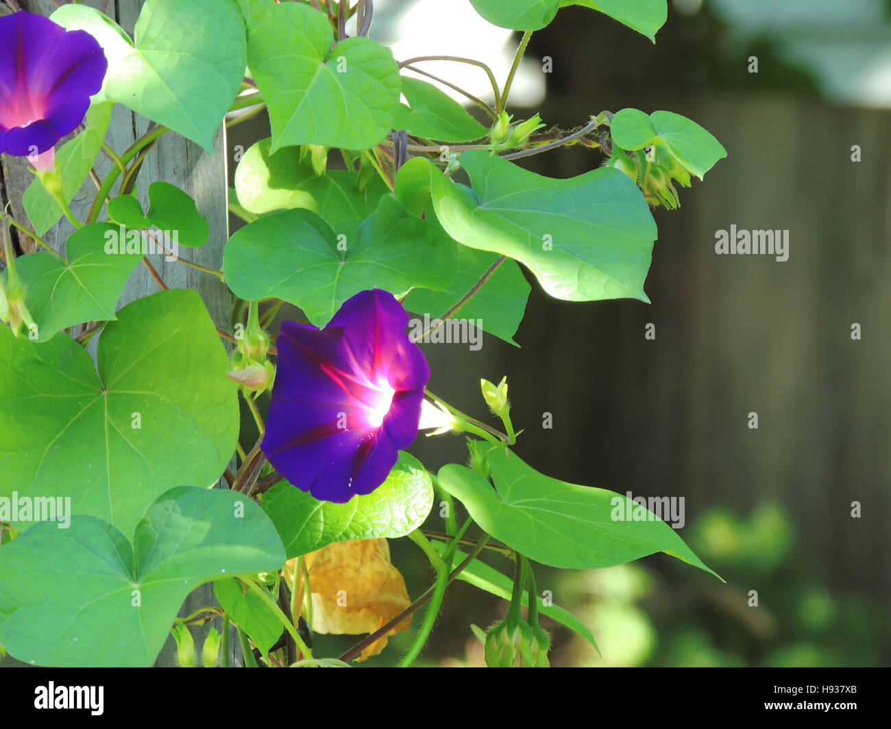 Purple morning glory blooming in hi-res stock photography and images ...