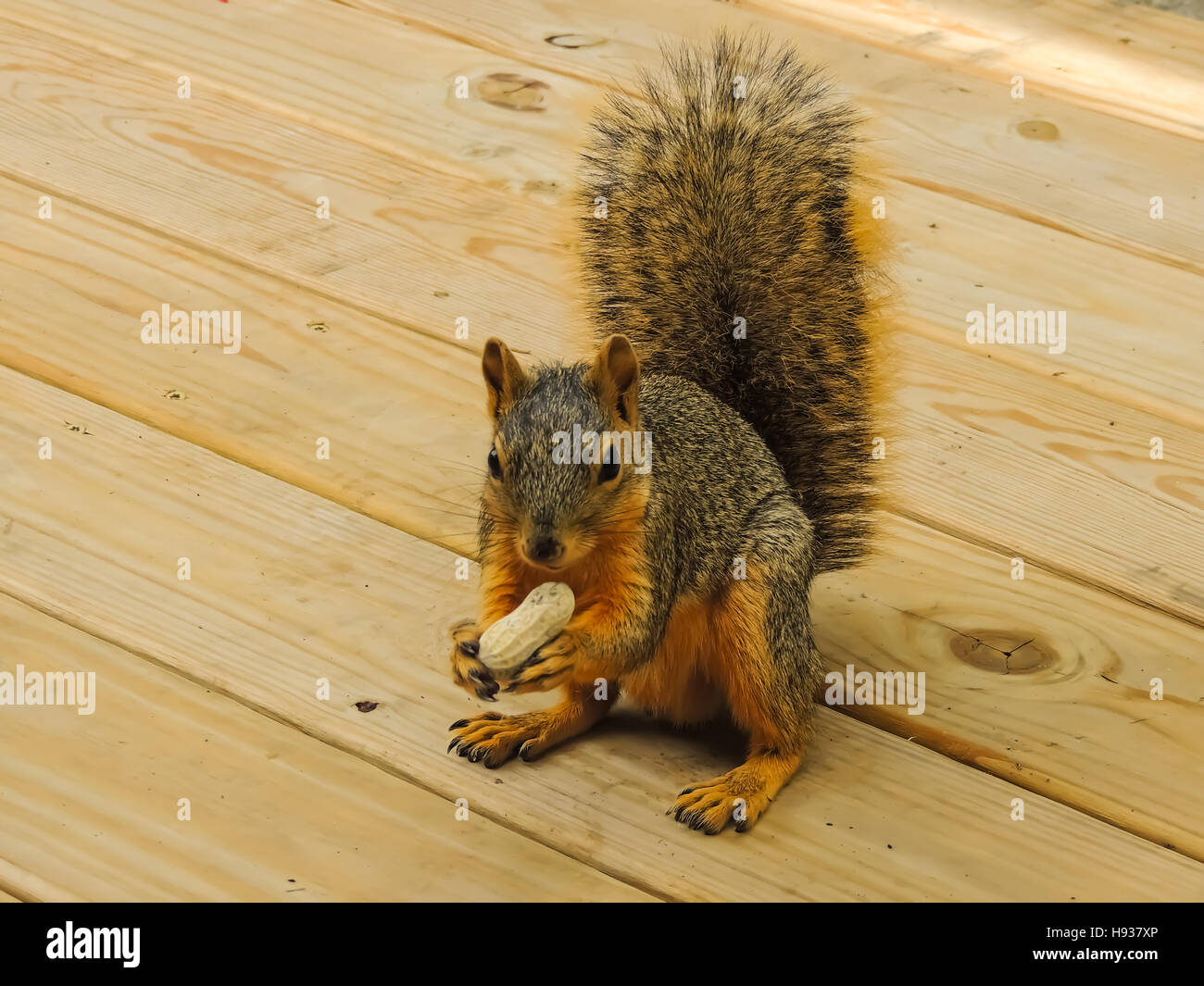 Gray Squirrel and peanut Stock Photo - Alamy