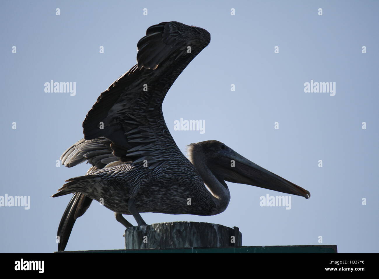Brown Pelican Diving for fish Stock Photo - Alamy