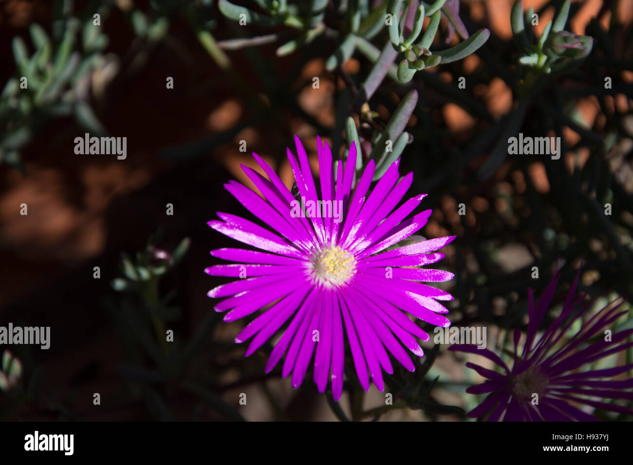 Ice plant flower hi-res stock photography and images - Alamy