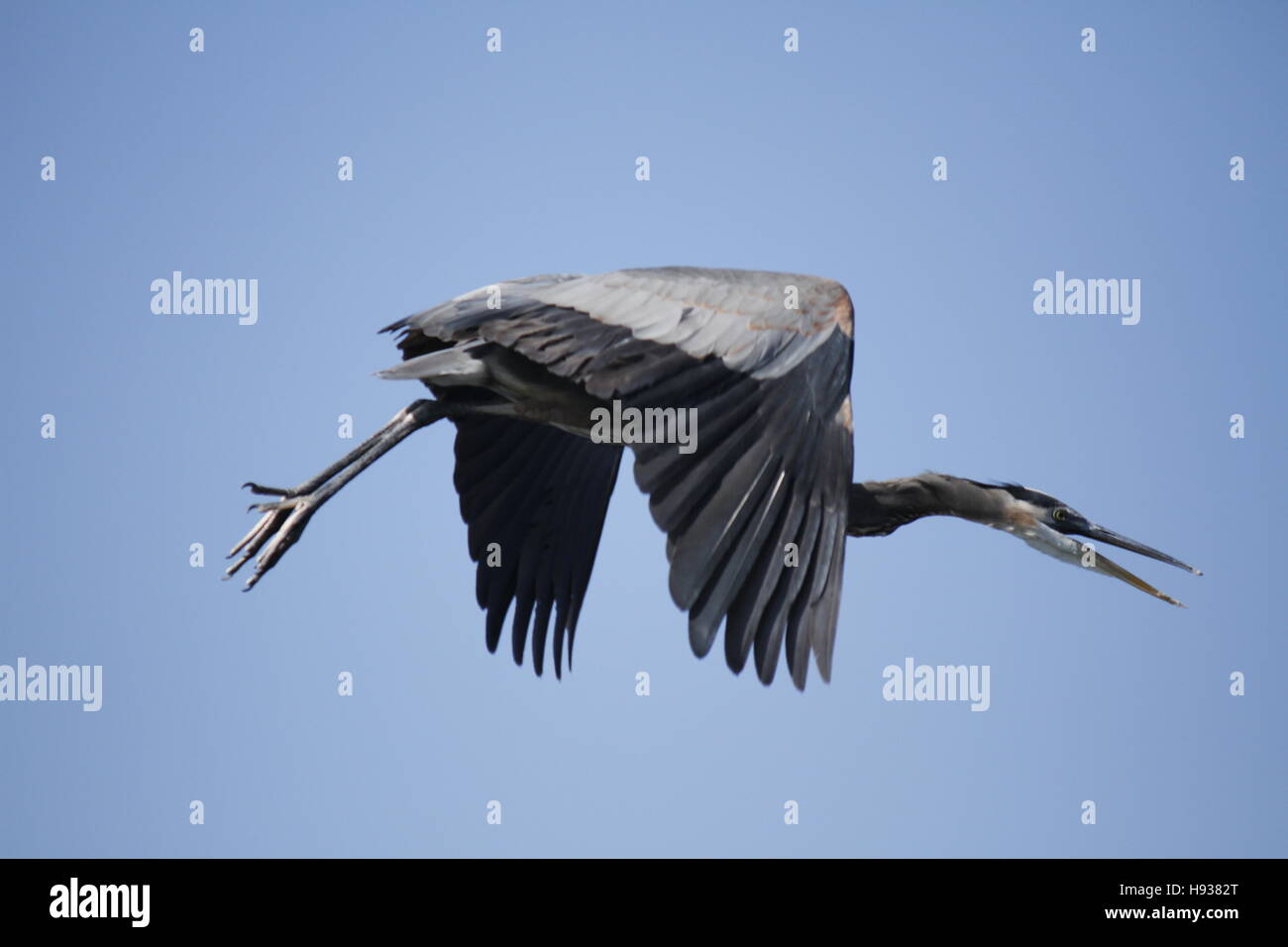 Juvenile Snowy Egret High Resolution Stock Photography and Images - Alamy