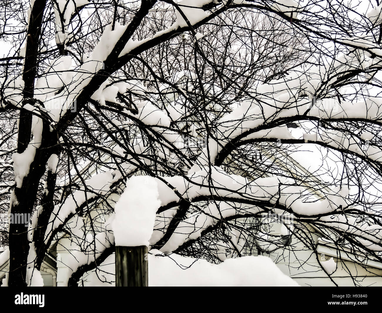 Beautiful fluffy snow on tree hi-res stock photography and images - Alamy