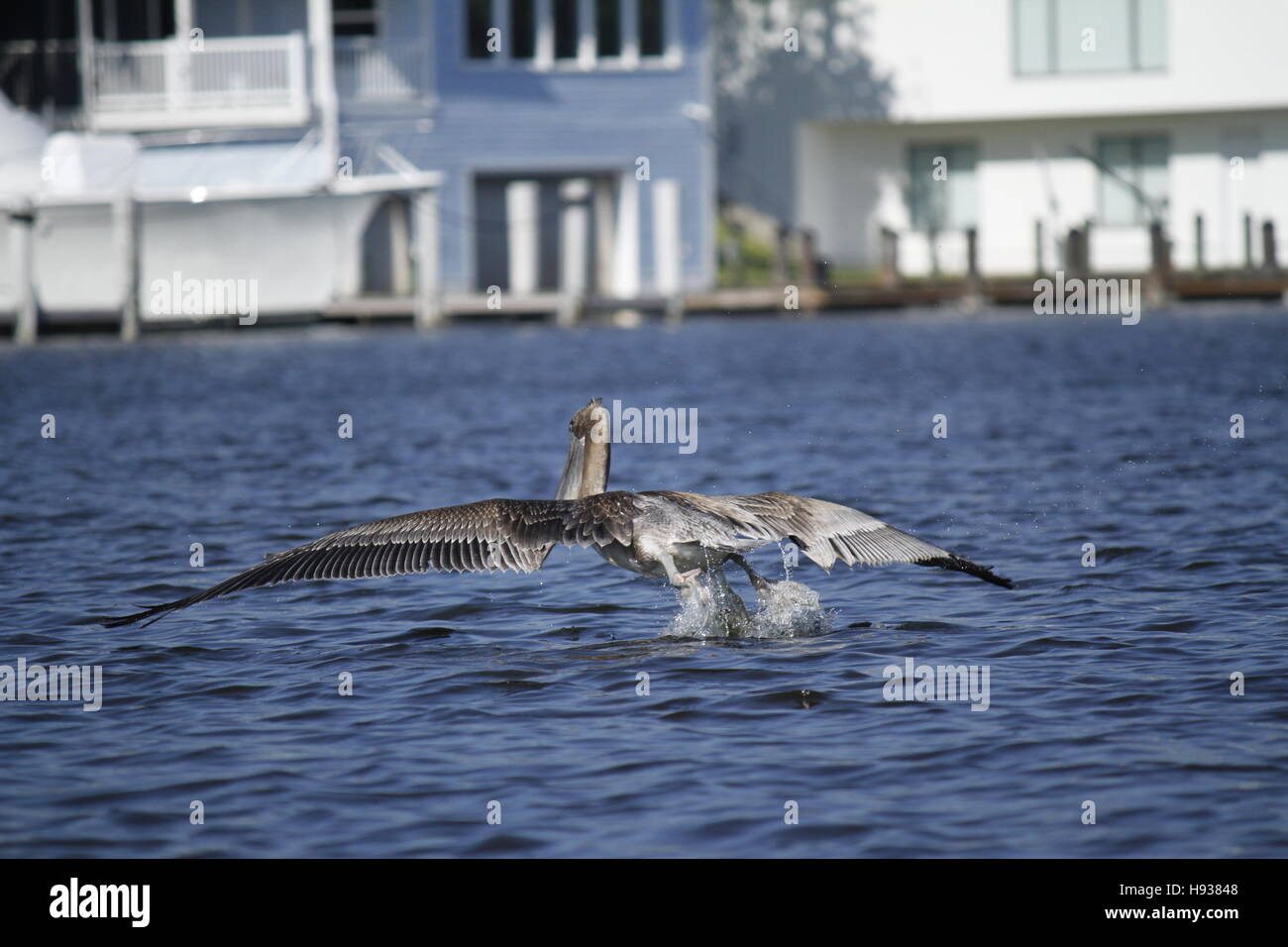 Brown Pelican Diving for fish Stock Photo - Alamy