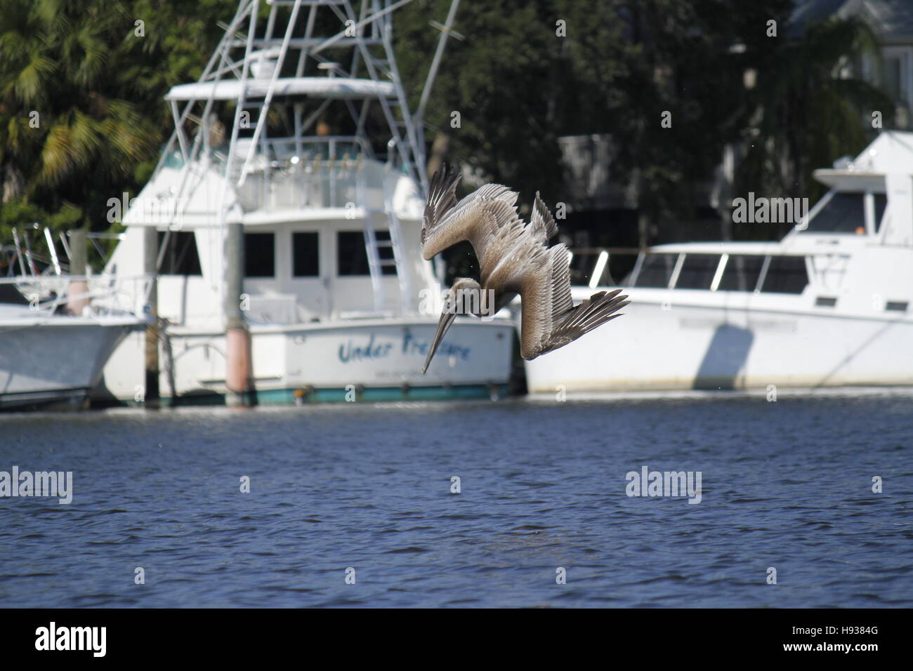 Brown Pelican Diving for fish Stock Photo - Alamy