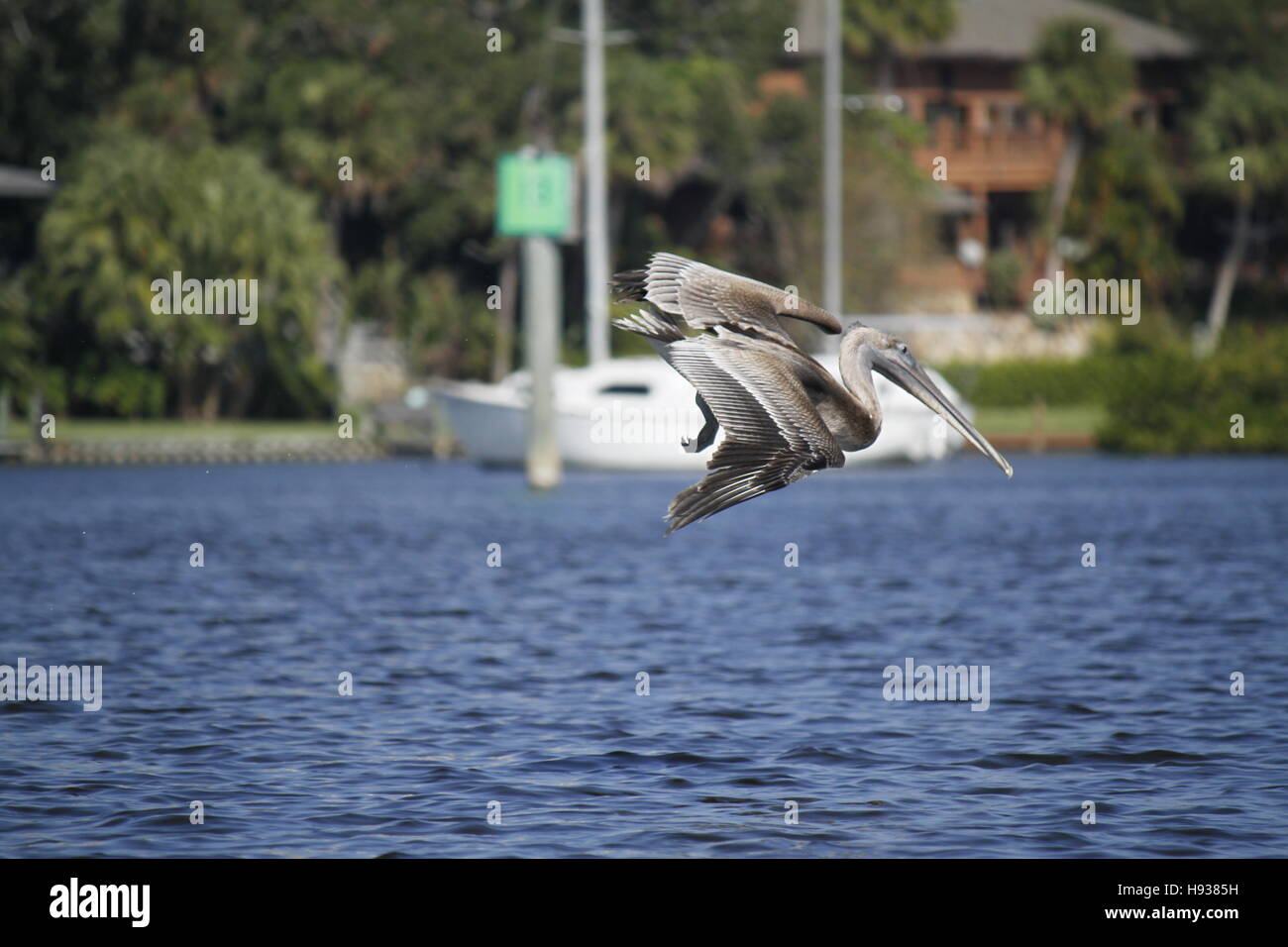 Brown Pelican Diving for fish Stock Photo - Alamy