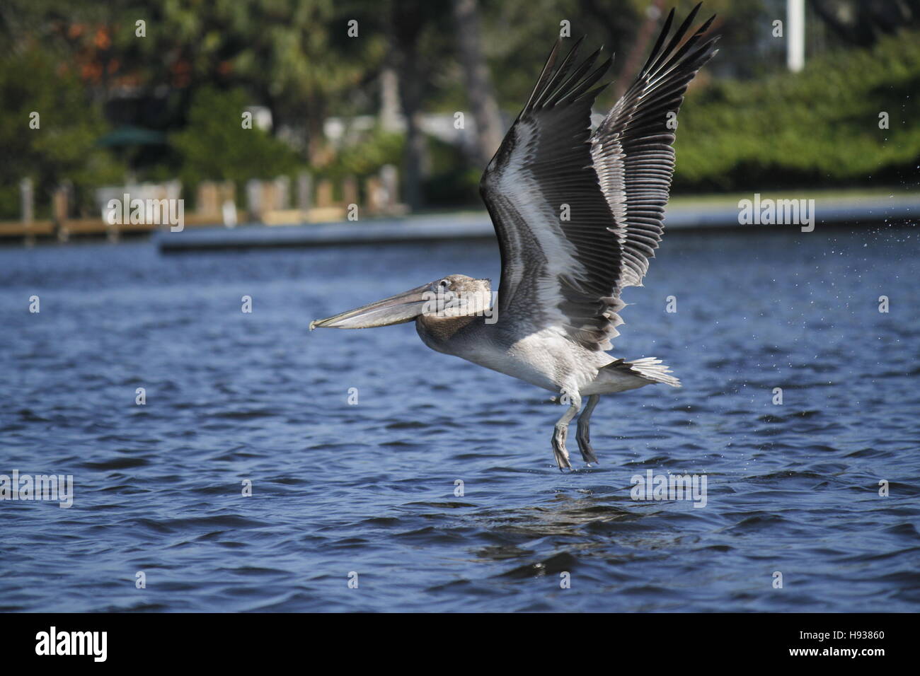 Brown Pelican Diving for fish Stock Photo - Alamy