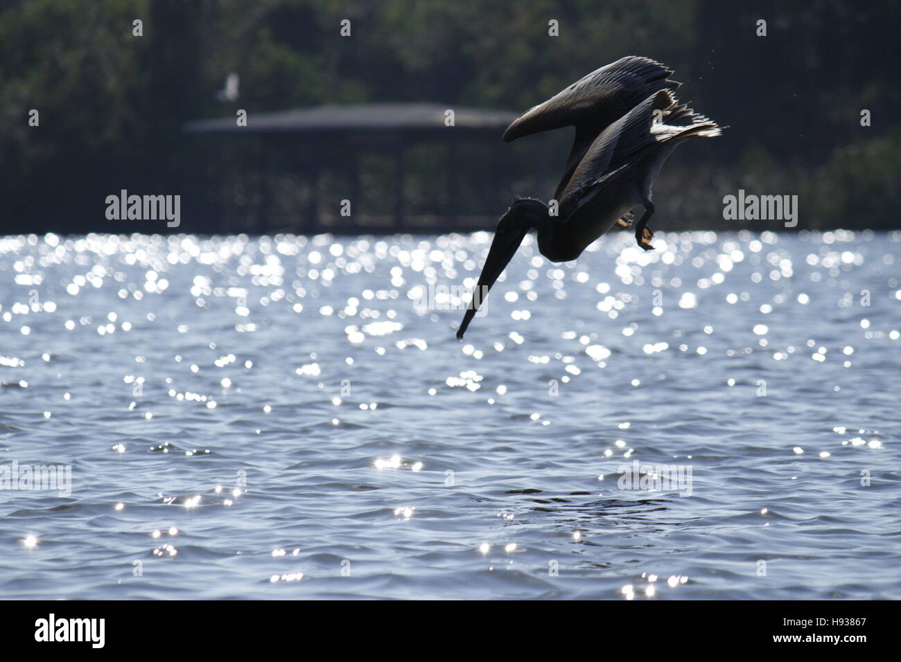 Brown Pelican Diving for fish Stock Photo - Alamy