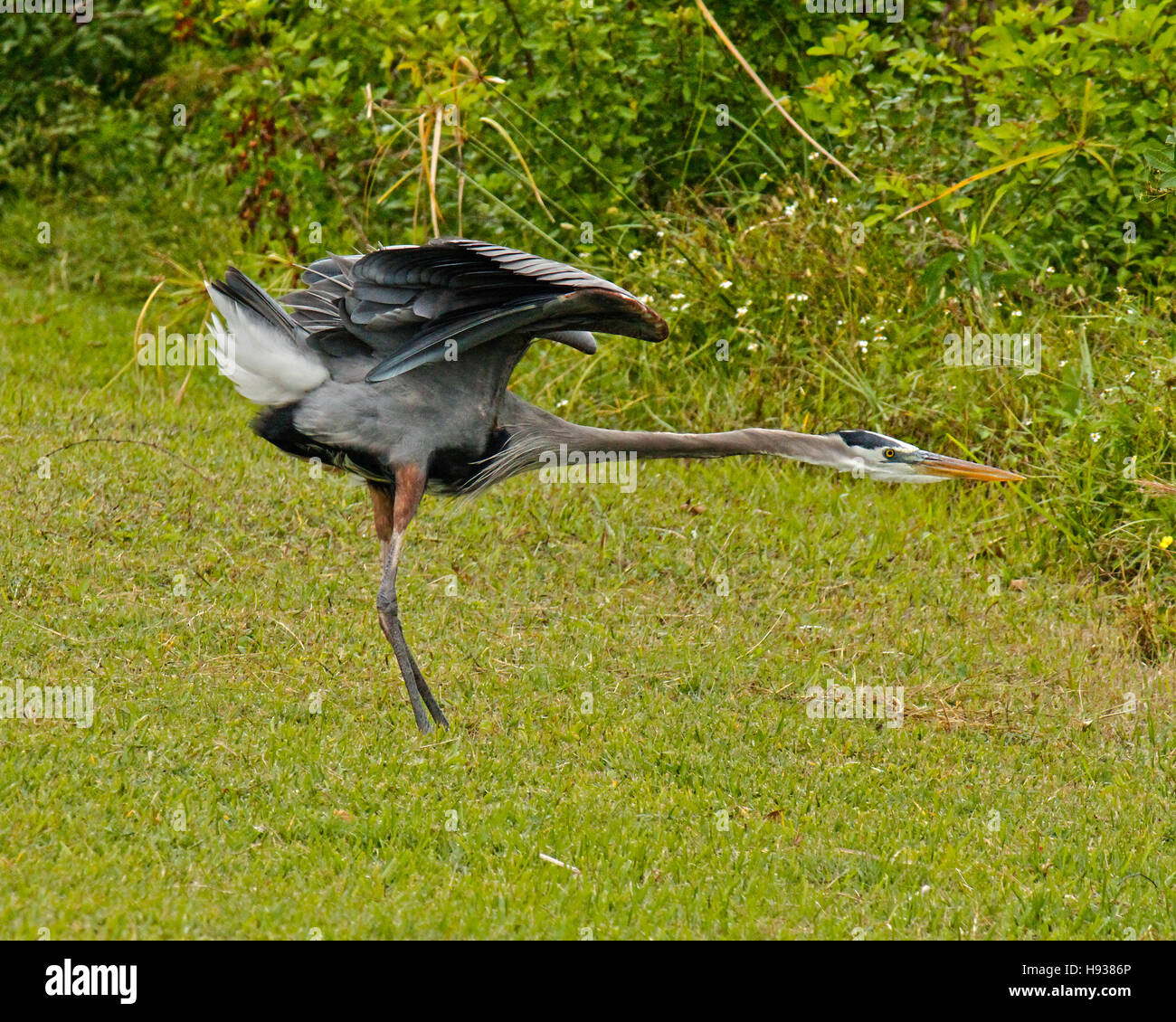 Great Blue Herron, Florida Stock Photo - Alamy
