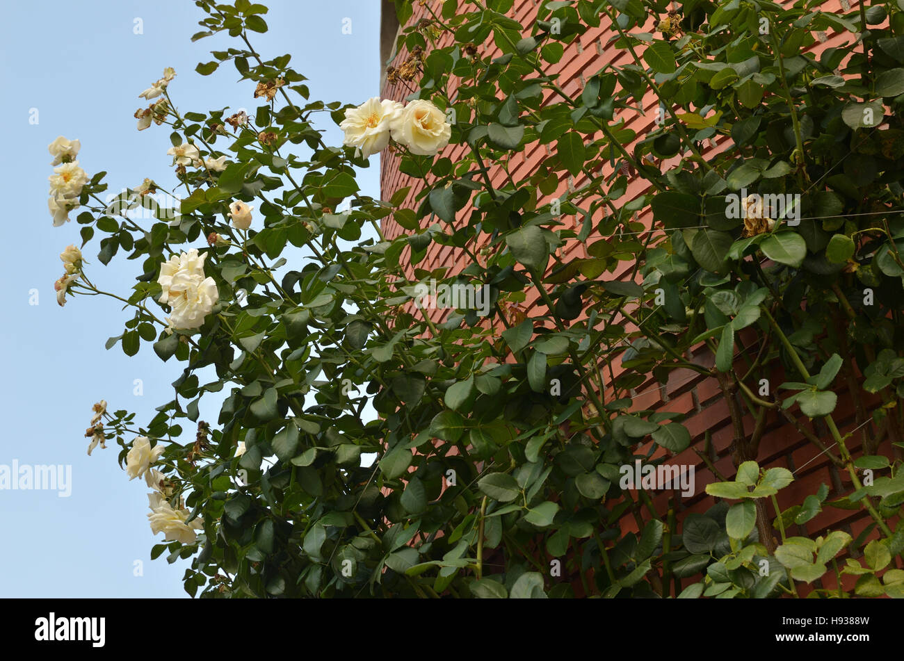 Bush of white roses growing around a building, built of red brick Stock ...
