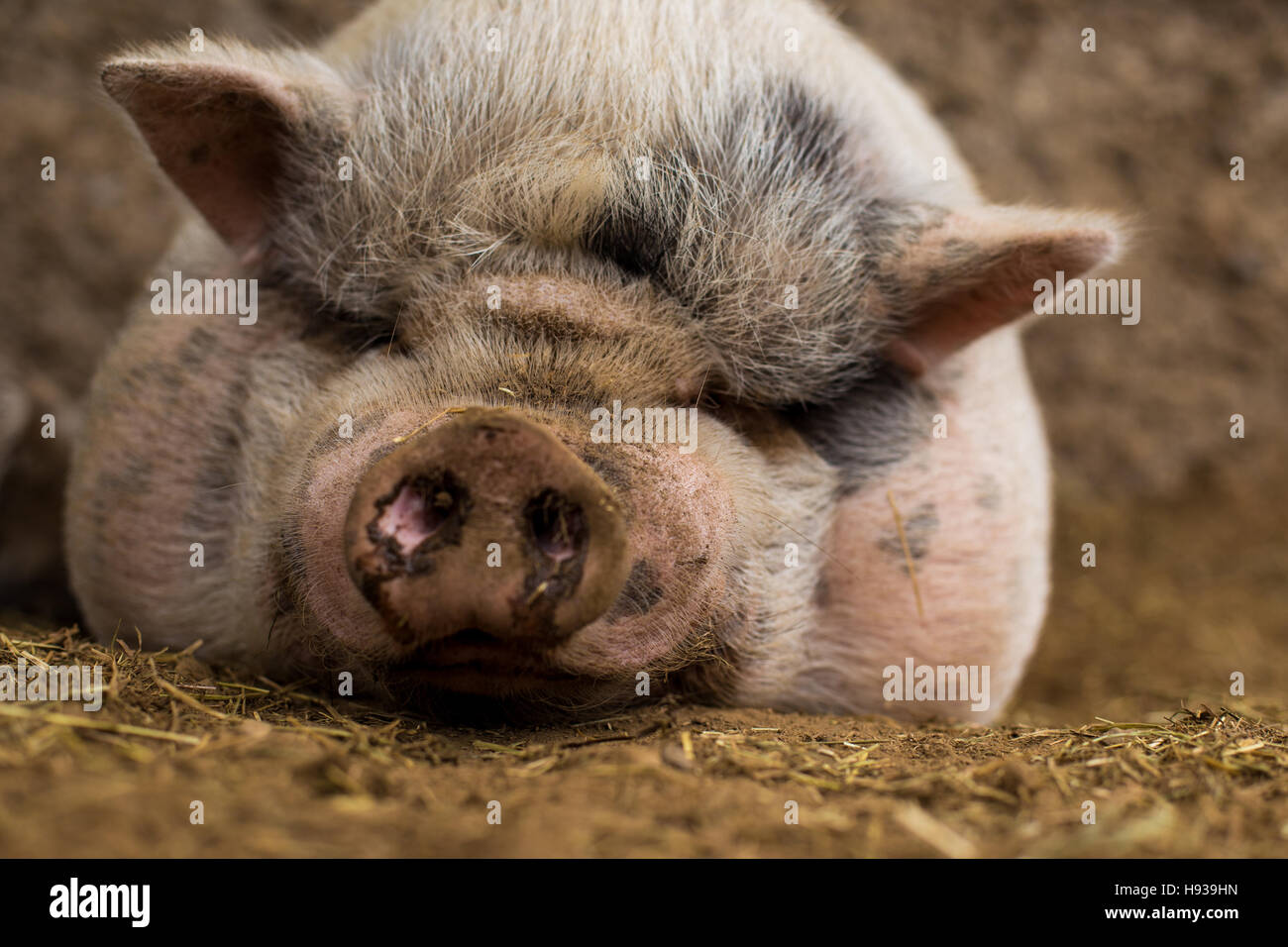 Staring animal swine hi-res stock photography and images - Alamy