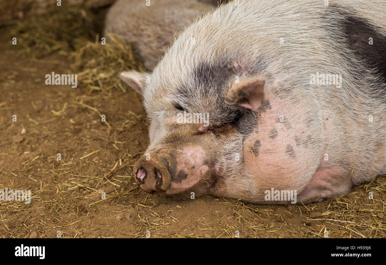 Lonely pig in farm. It is staring in camera Stock Photo - Alamy