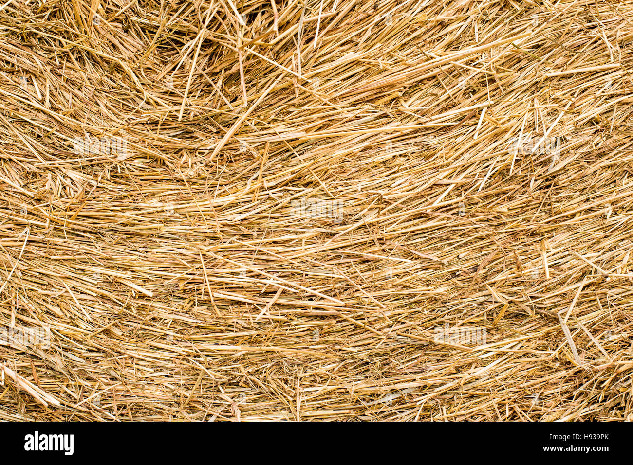 Hay bales texture background. Straw rolls Stock Photo - Alamy