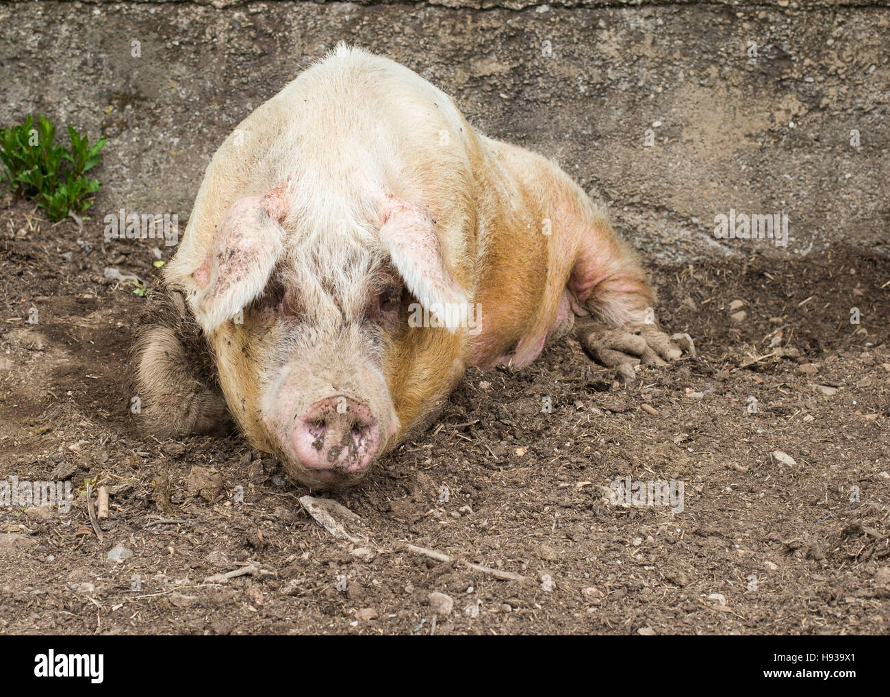 Freed Pig is staring in camera. Eye contact Stock Photo - Alamy