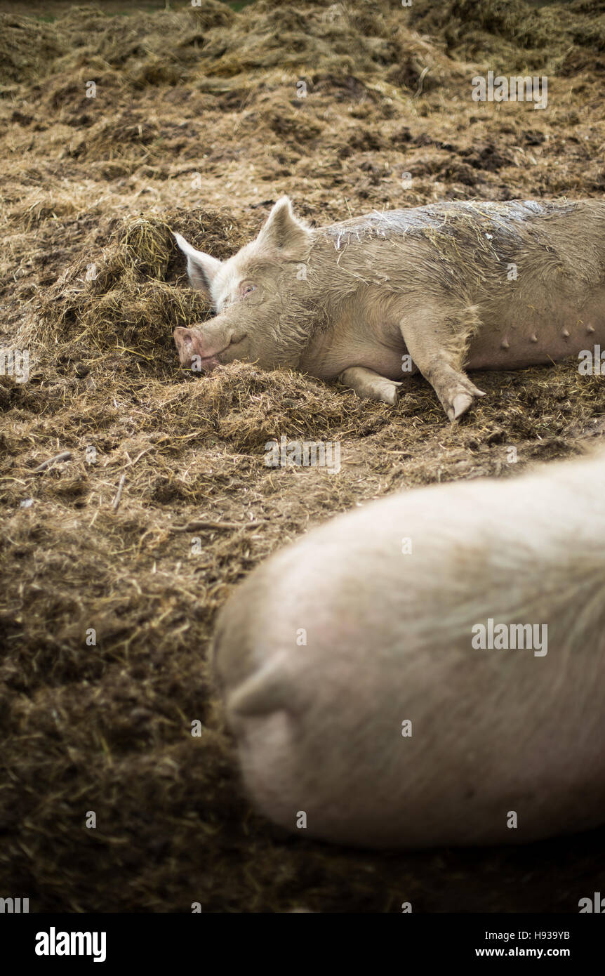 Pigs are resting on the ground in a sanctuary for freed animals Stock ...