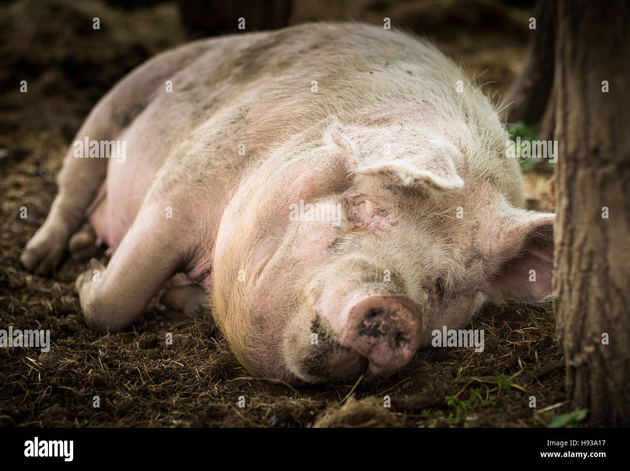 Pig is sleeping on the ground in a sanctuary for freed animals Stock ...
