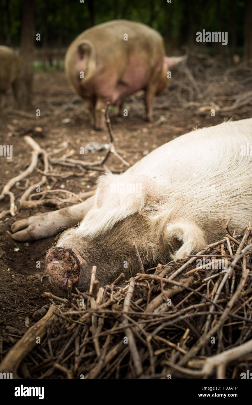 Pigs are resting on the ground in a sanctuary for freed animals Stock ...