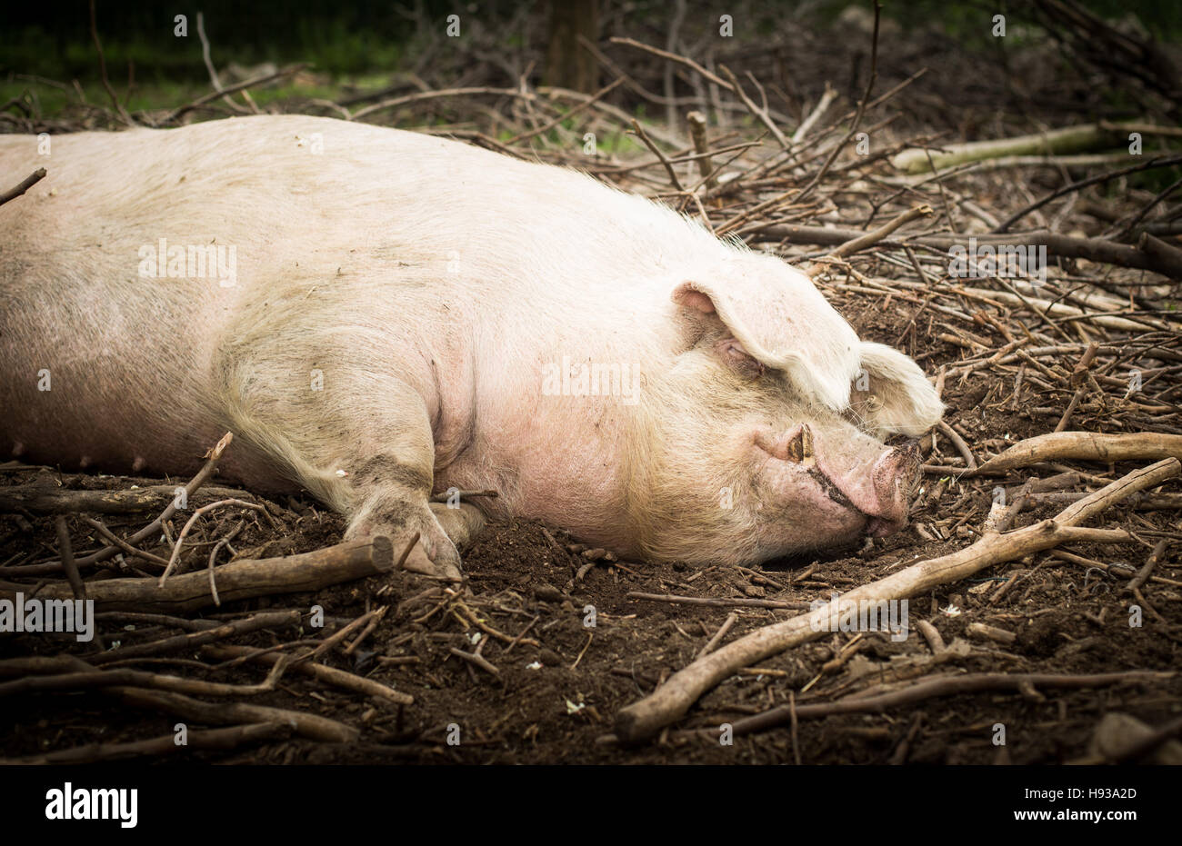 Pig sleeping on hay hi-res stock photography and images - Alamy