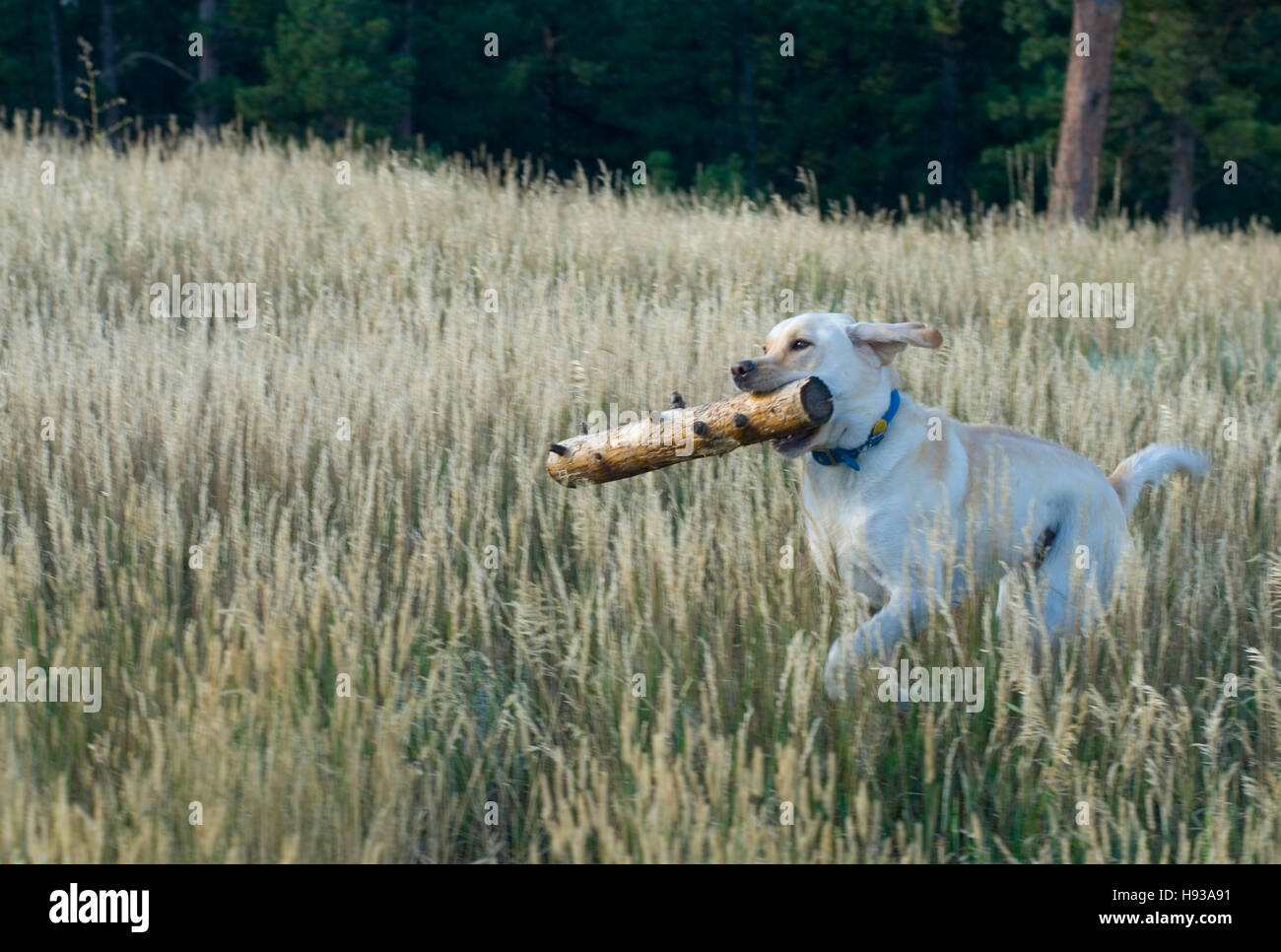 Doggedness hi-res stock photography and images - Alamy
