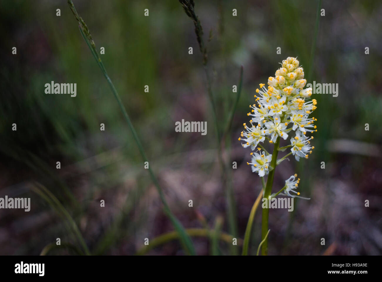 Boulder wildflowers hi-res stock photography and images - Alamy