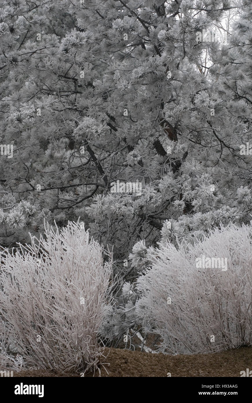 Hoarfrost on trees and bushes in the foothills east of Boulder, CO ...