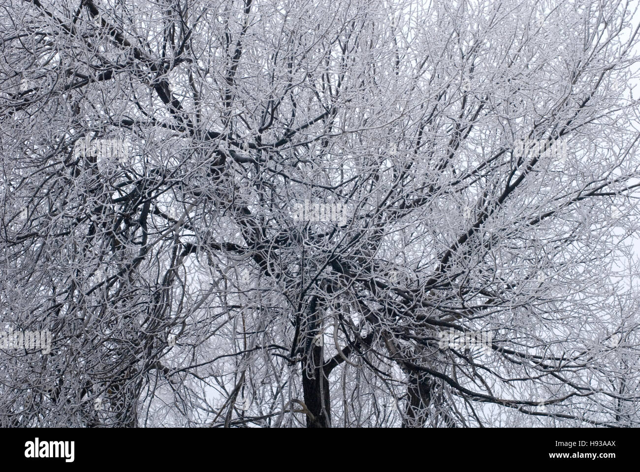 Frost coats branches of a tree in winter Stock Photo - Alamy