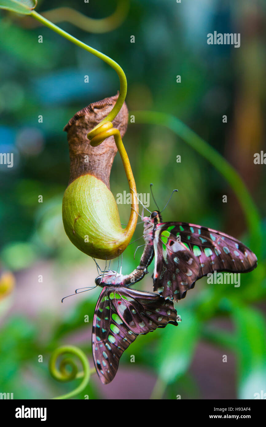 Victoria butterfly gardens hi-res stock photography and images - Alamy