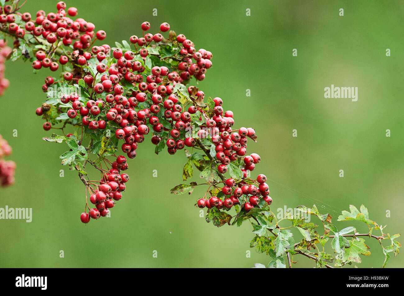 A bumper crop of Hawthorn berries Stock Photo - Alamy