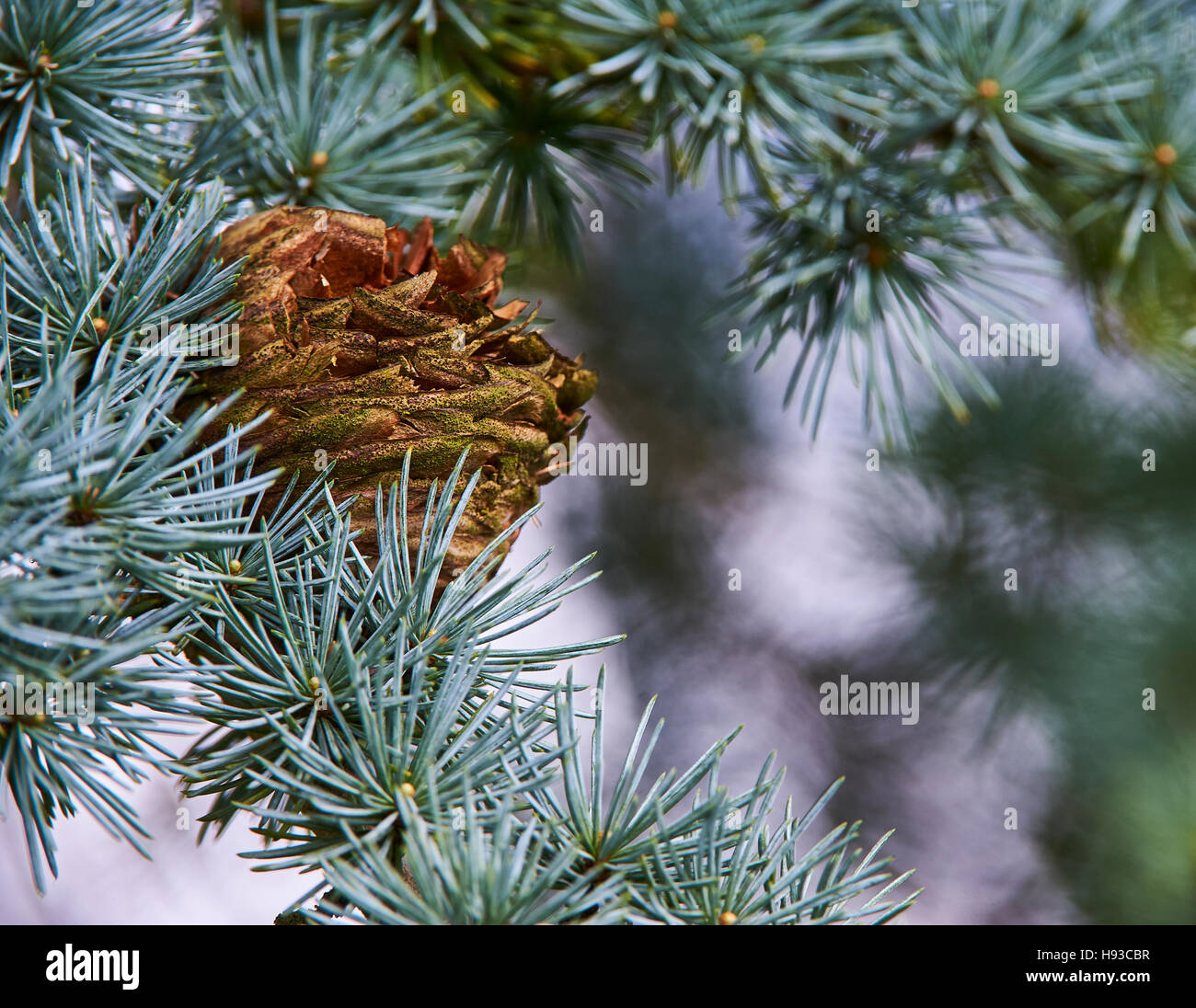 A spent fir cone of an Atlas Cedar Stock Photo - Alamy