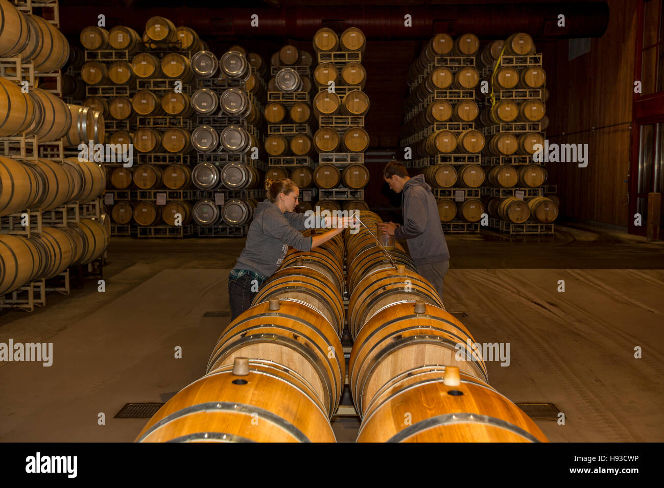 winery worker, oak wine barrels, wine fermentation, fermentation area ...
