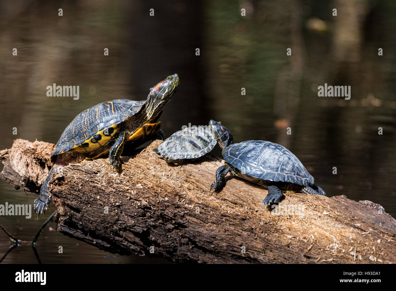 Three Red-eared Slider (Trachemys scripta elegans) turtles basking in ...