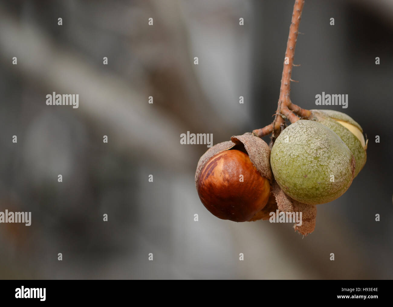 Closeup on the seeds of the California horse-chestnut (Aesculus ...