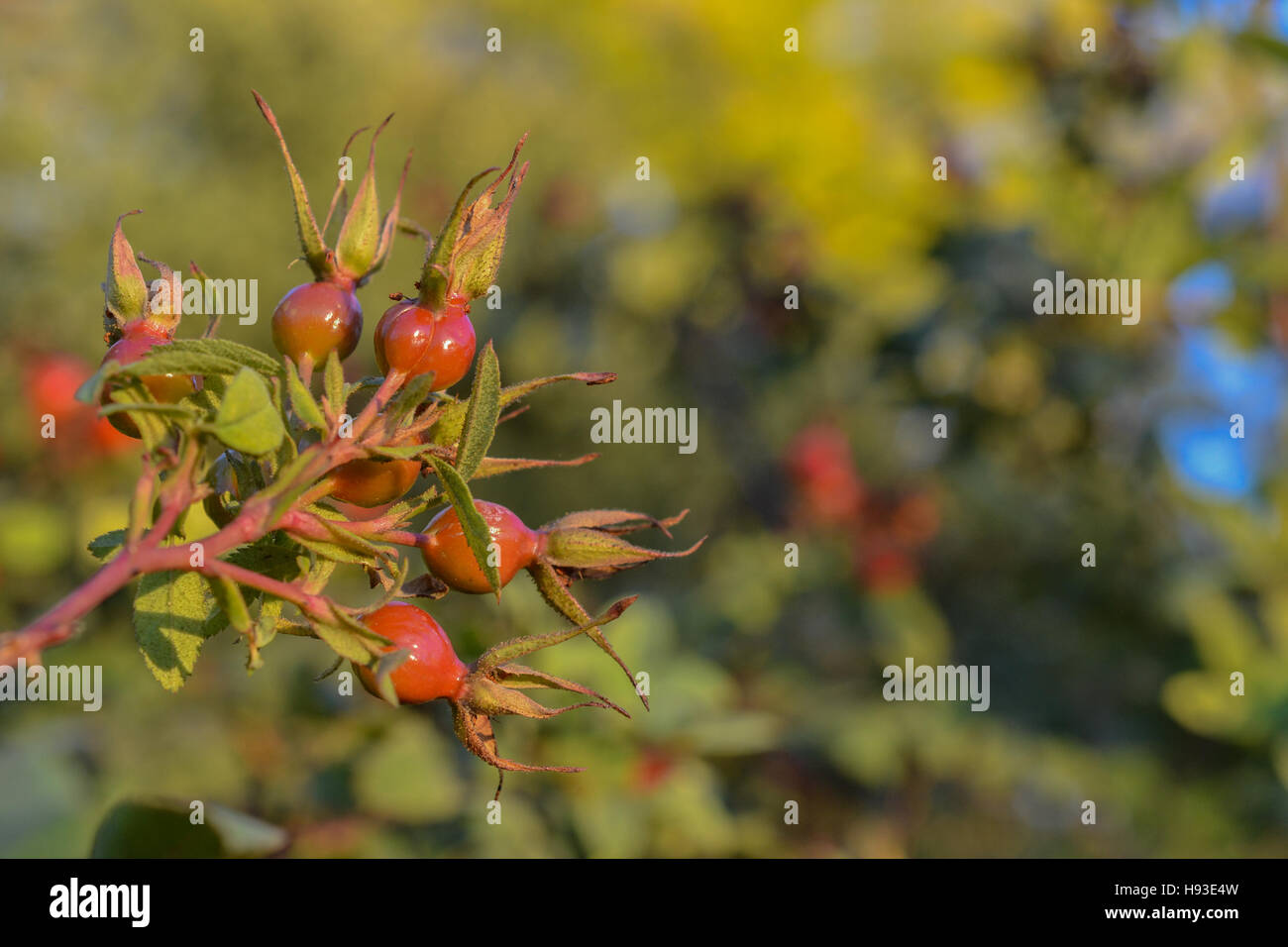 Closeup on red California wild rose buds (Rosa californica) in nature ...