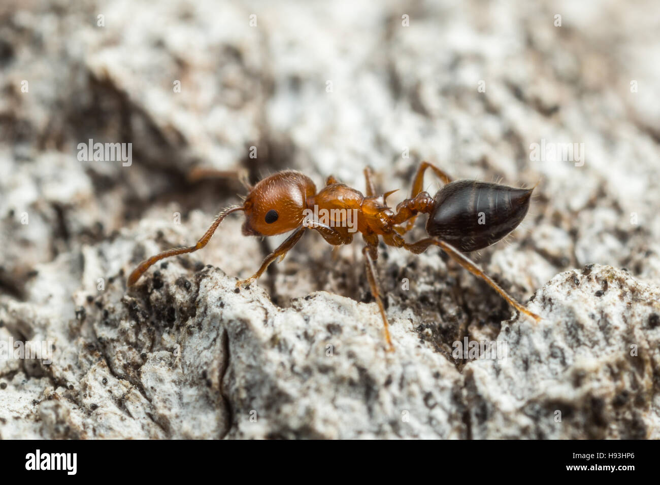 Acrobat ant crematogaster laeviuscula forages hi-res stock photography ...