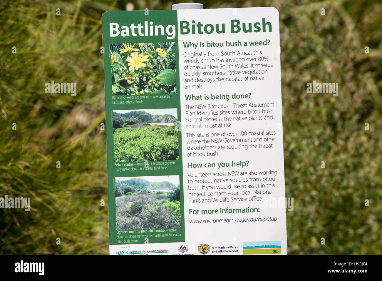 Battling bitou bush, an invasive south african weedy plant which is ...