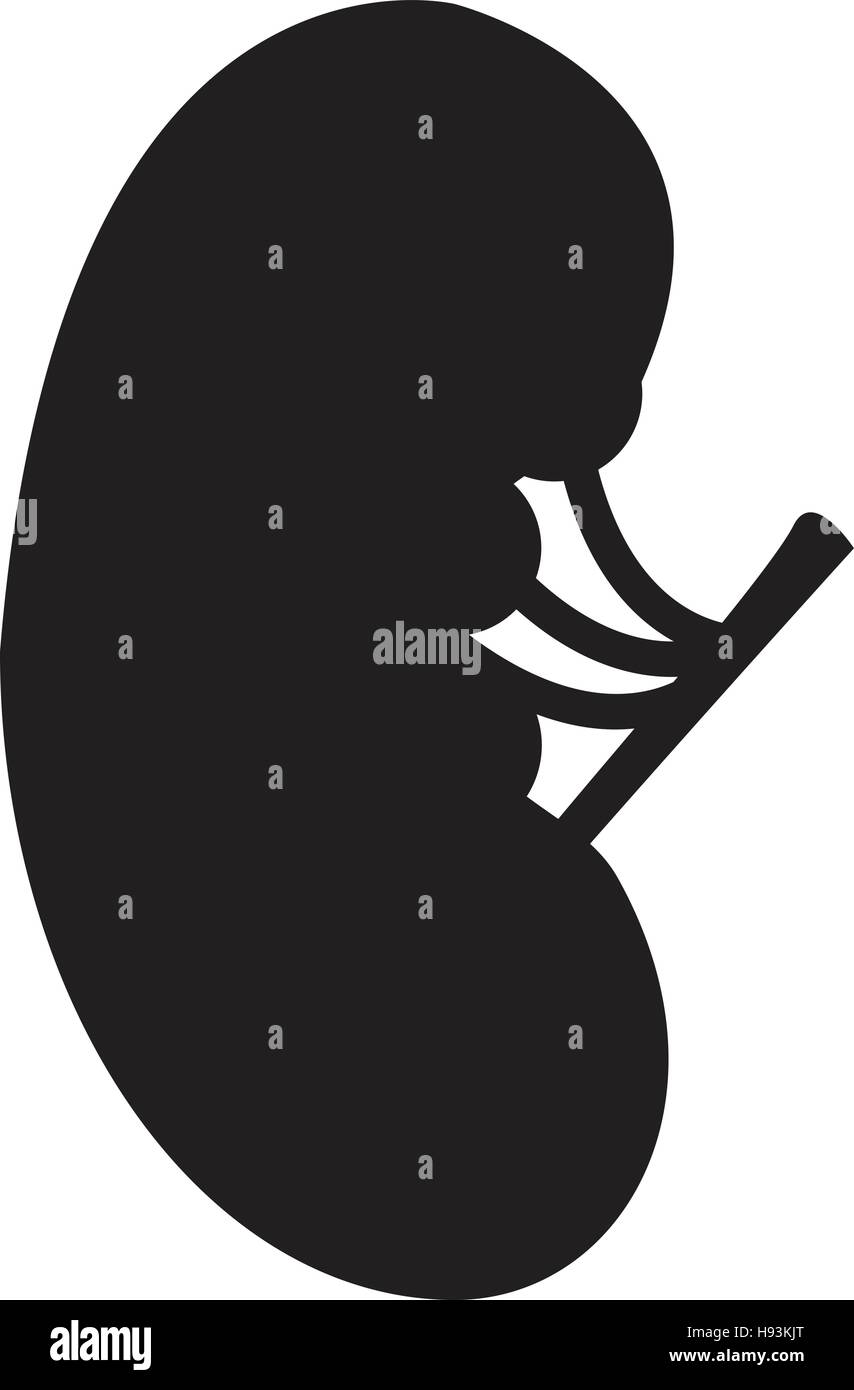 Kidney left Icon Stock Vector Image & Art - Alamy