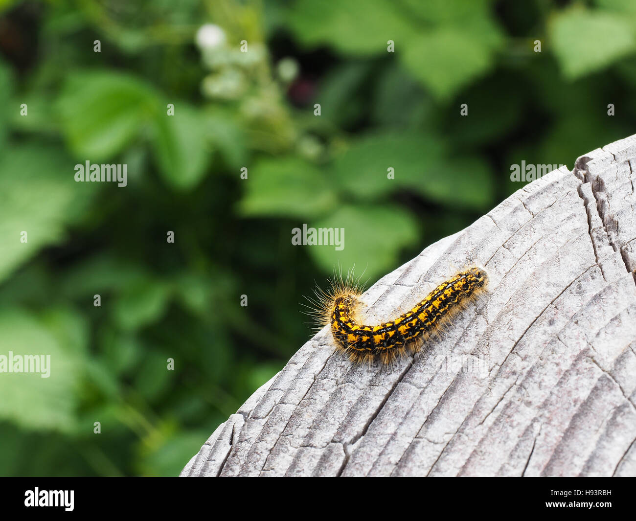 Caterpillar on log hi-res stock photography and images - Alamy
