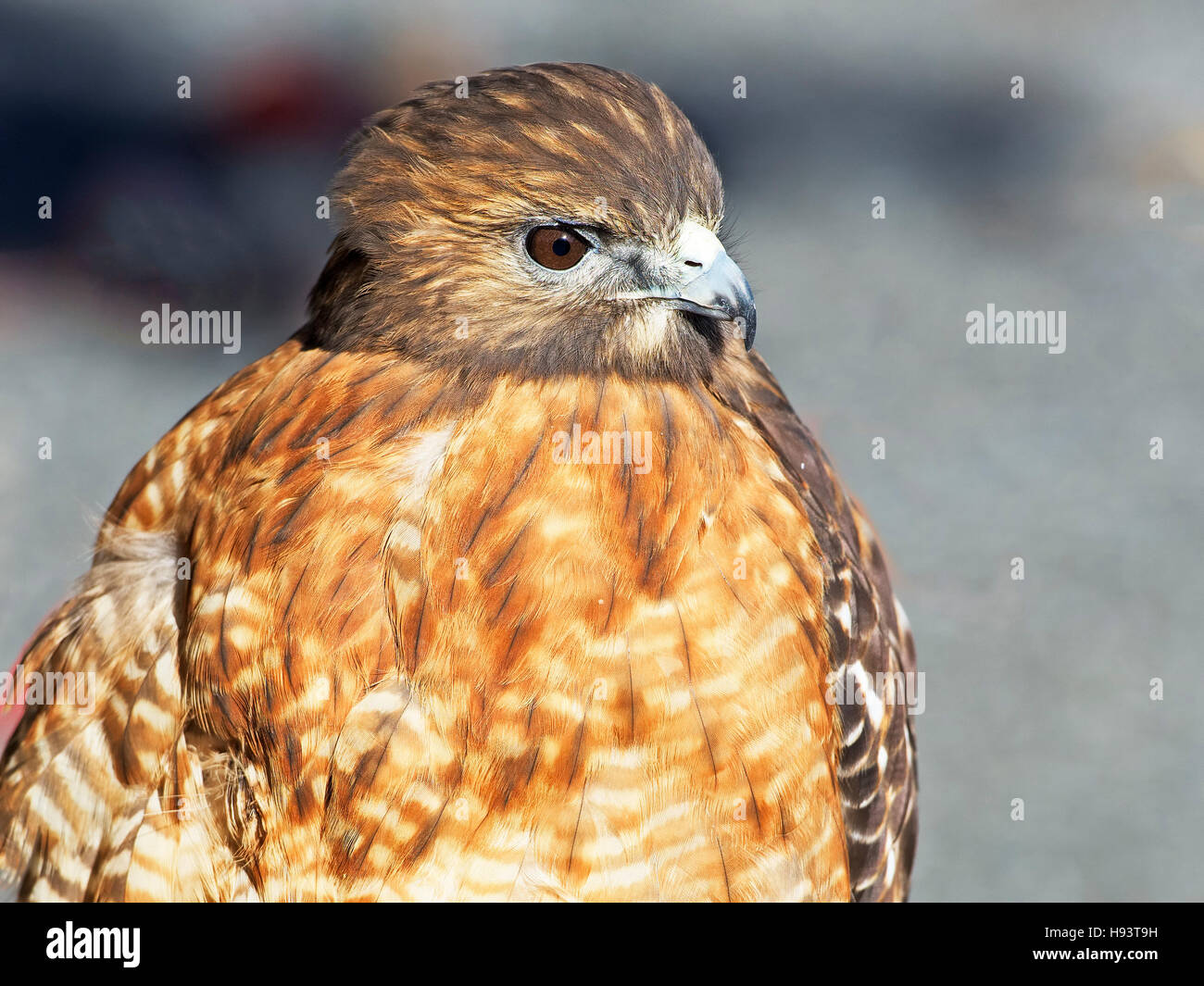 Red shouldered hawk hi-res stock photography and images - Alamy