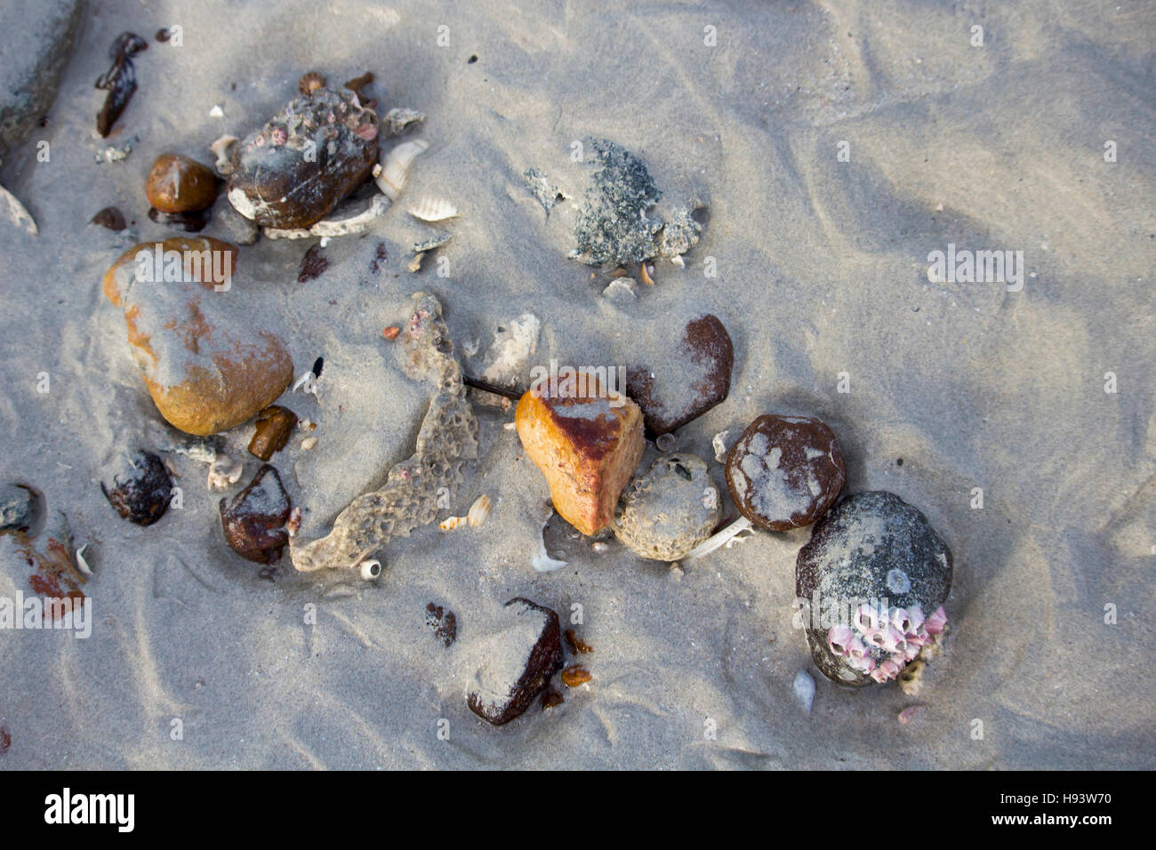 Small rock formations against a grey fine muddy sandy background on ...