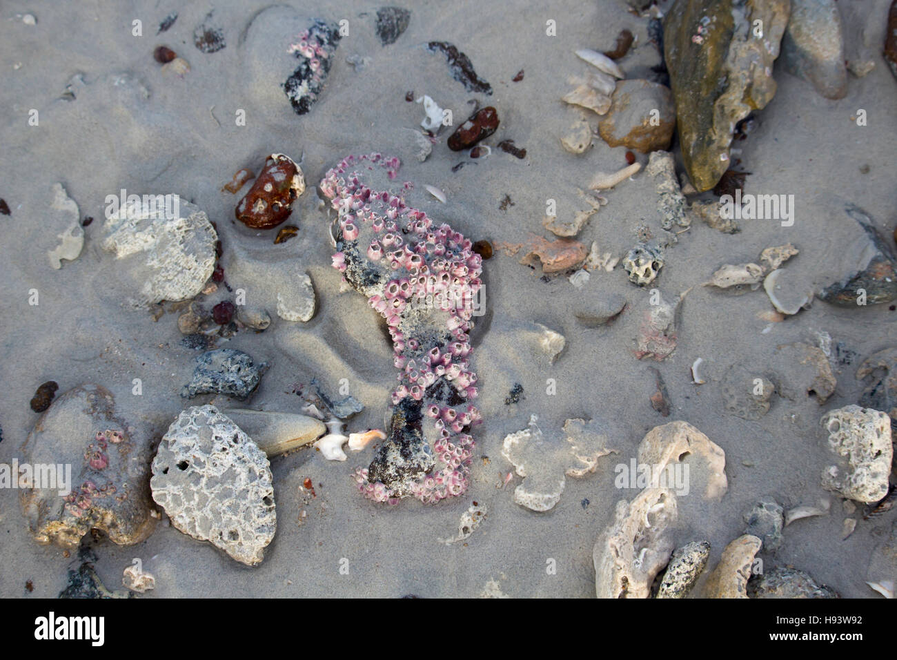 Small rock formations against a grey fine muddy sandy background on ...