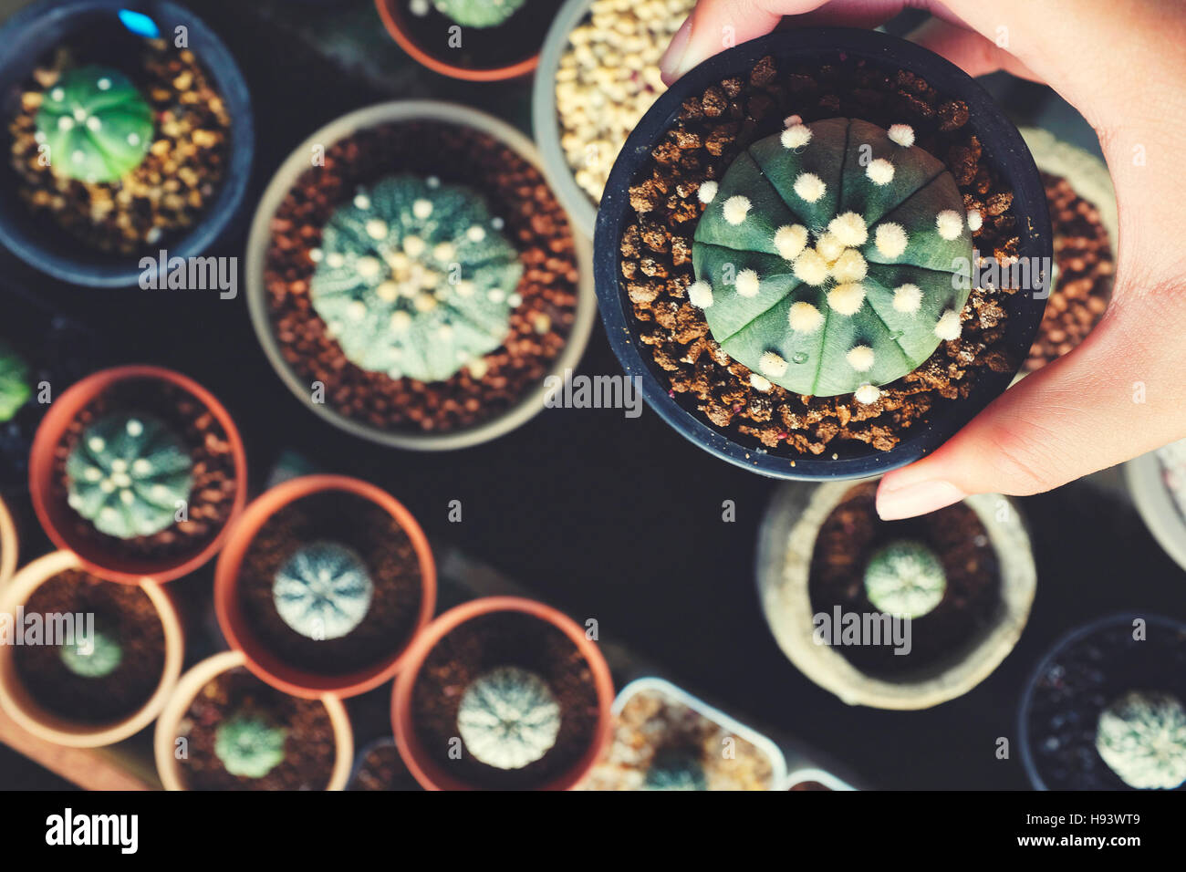 Plant Cactus Houseplant Nature Concept Stock Photo - Alamy