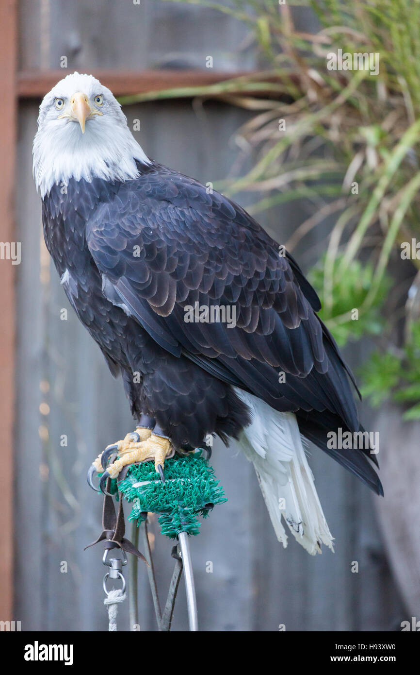 Female bald eagle hi-res stock photography and images - Alamy