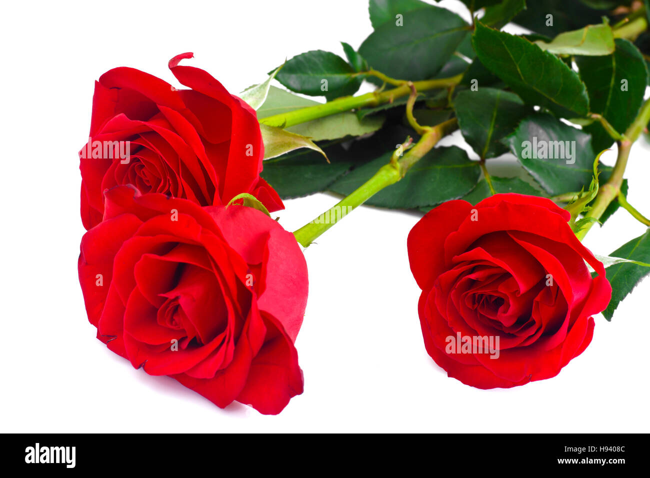 Beautiful Red Roses Flower Isolated on White Stock Photo - Alamy