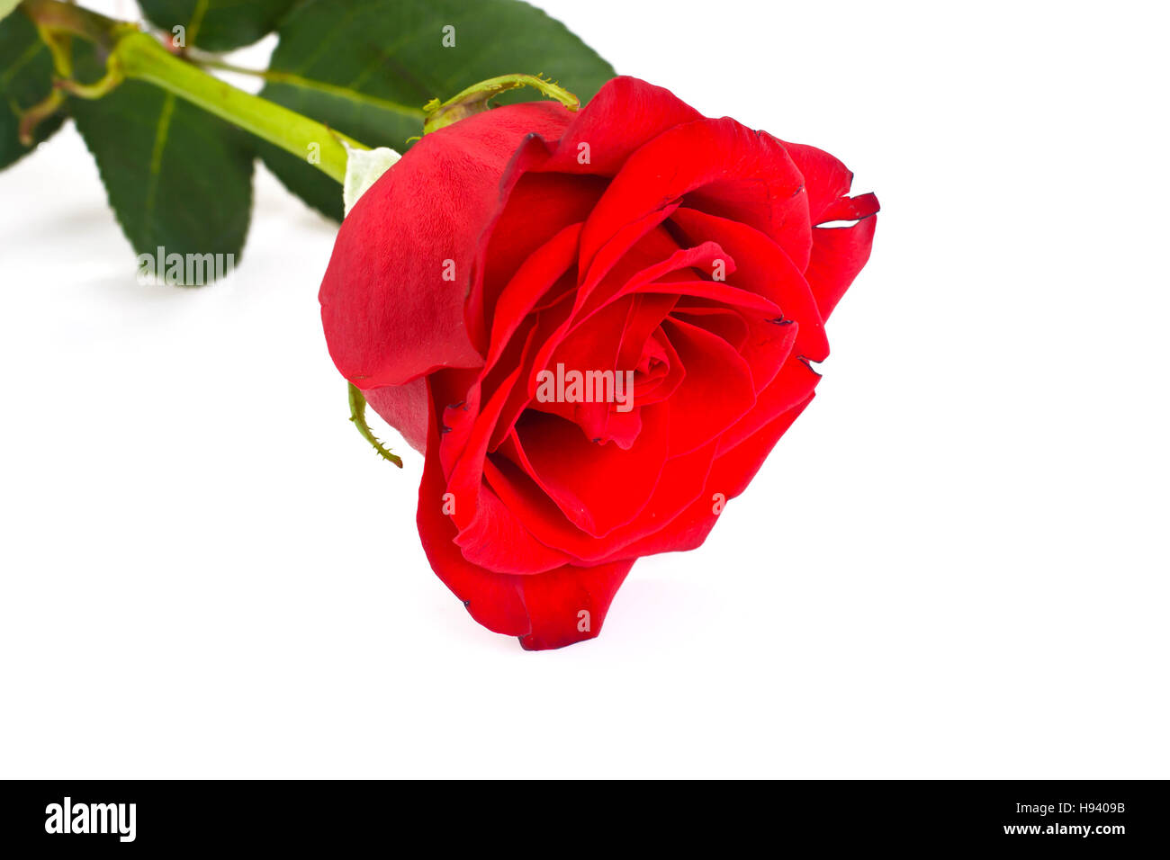Beautiful Red Roses Flower Isolated on White Stock Photo - Alamy