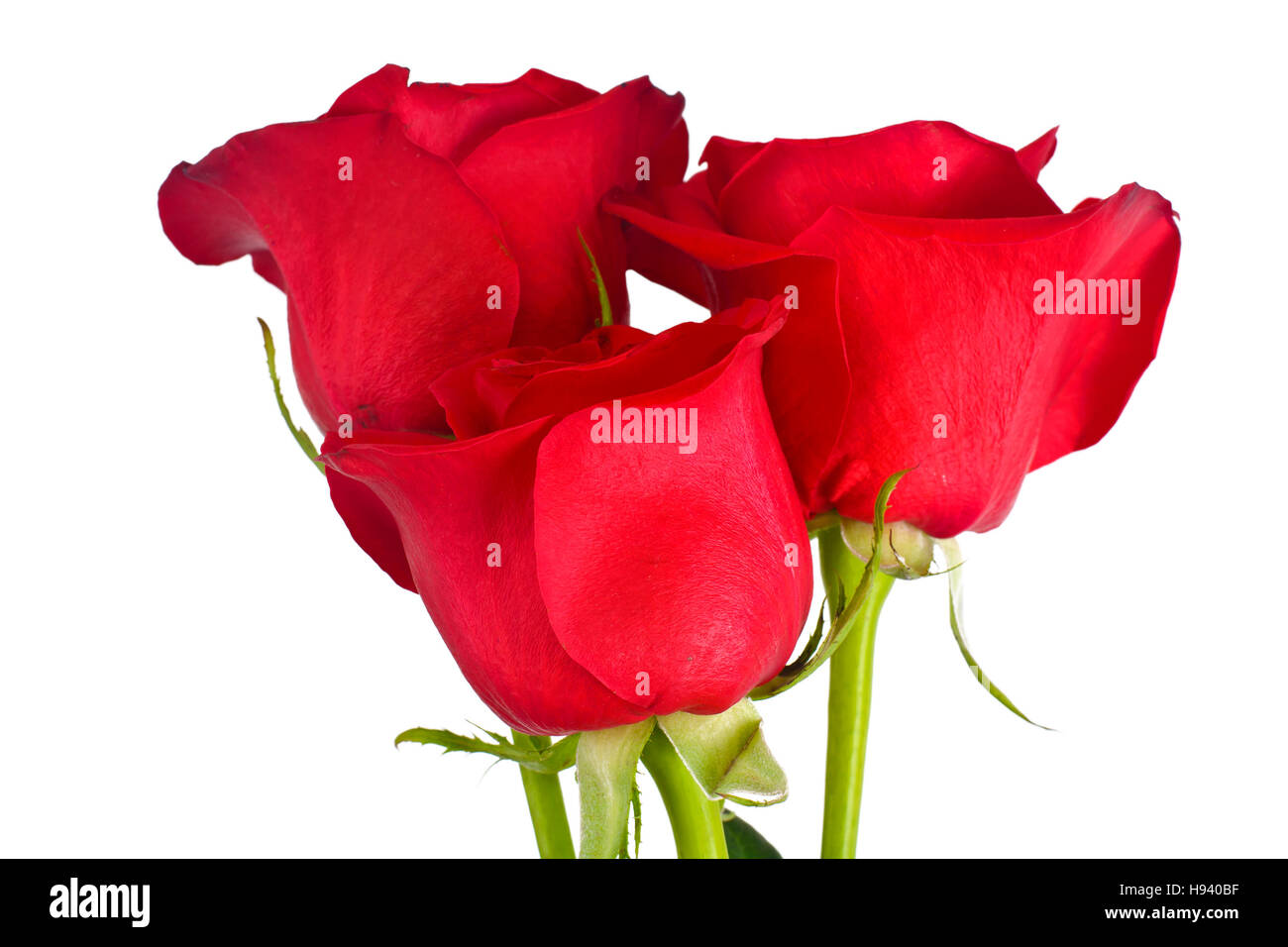 Beautiful Red Roses Flower Isolated on White Stock Photo - Alamy
