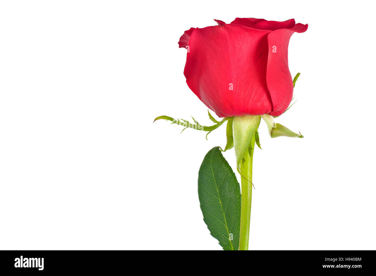 Beautiful Red Roses Flower Isolated on White Stock Photo - Alamy