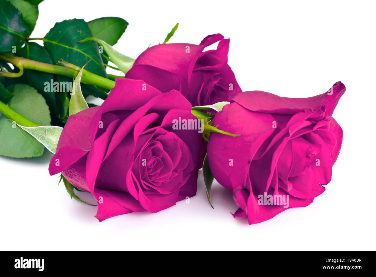 Beautiful Red Roses Flower Isolated on White Stock Photo - Alamy