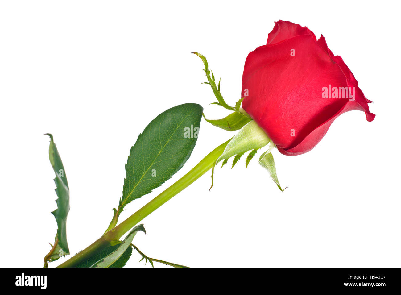 Beautiful Red Roses Flower Isolated on White Stock Photo - Alamy
