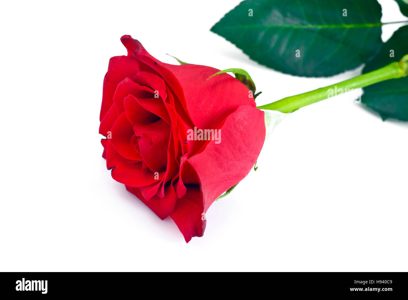 Beautiful Red Roses Flower Isolated on White Stock Photo - Alamy
