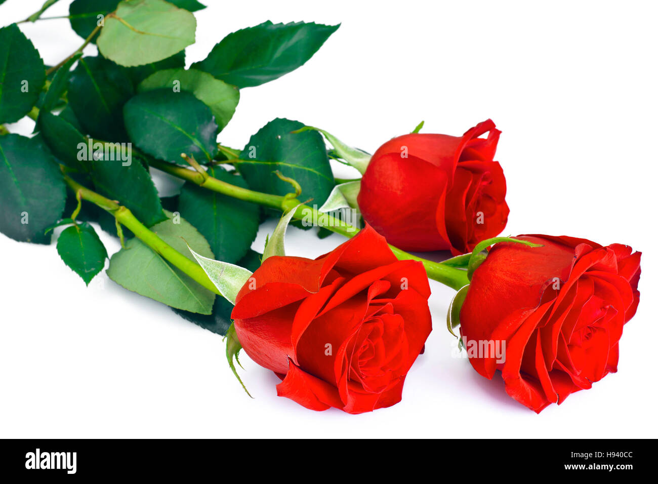 Beautiful Red Roses Flower Isolated on White Stock Photo - Alamy
