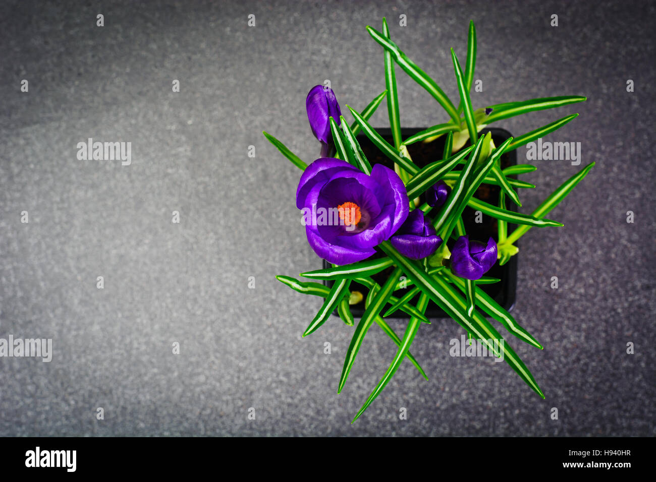 Blue crocus isolated hi-res stock photography and images - Alamy